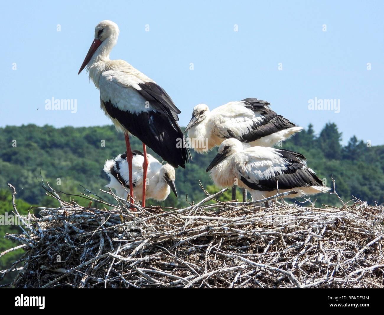 Blick ins Nest mit Storchenkinder und Storchen Mutter Der ...