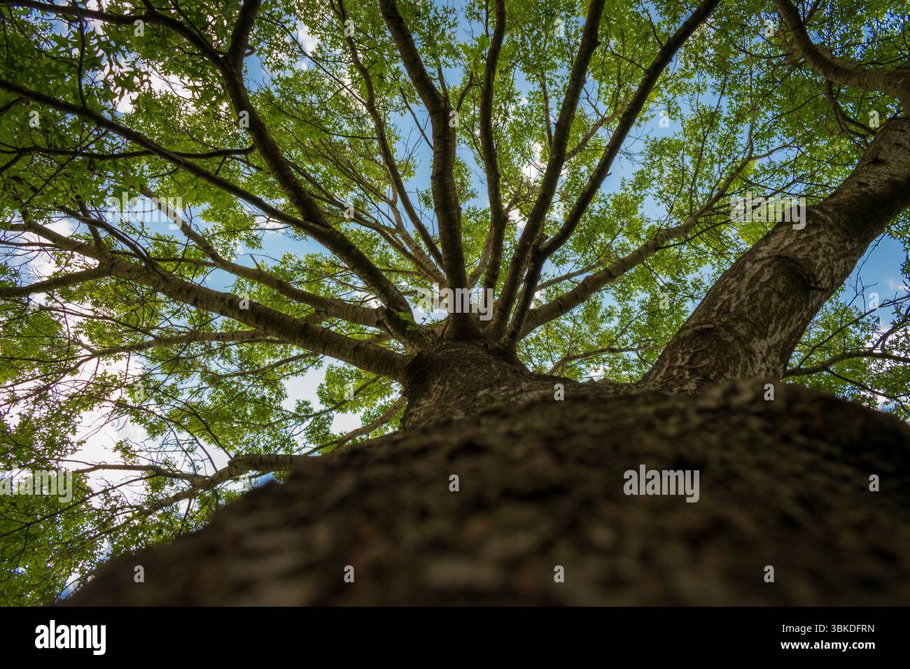 The many branches of the oak tree standing guard over forest in ...