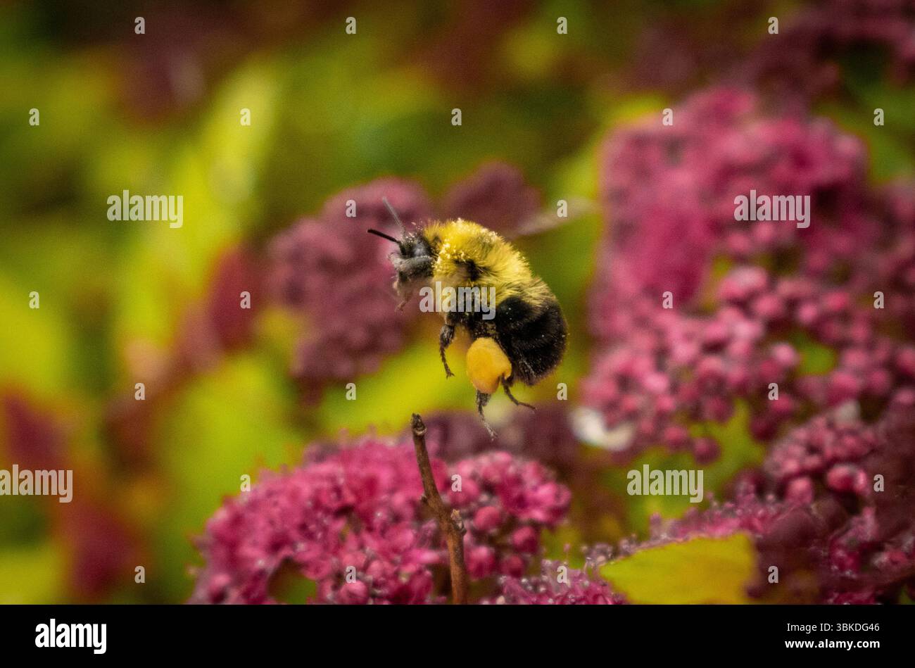 bumblebee with pollen sack feeding on cluster of flowers for nectar and ...
