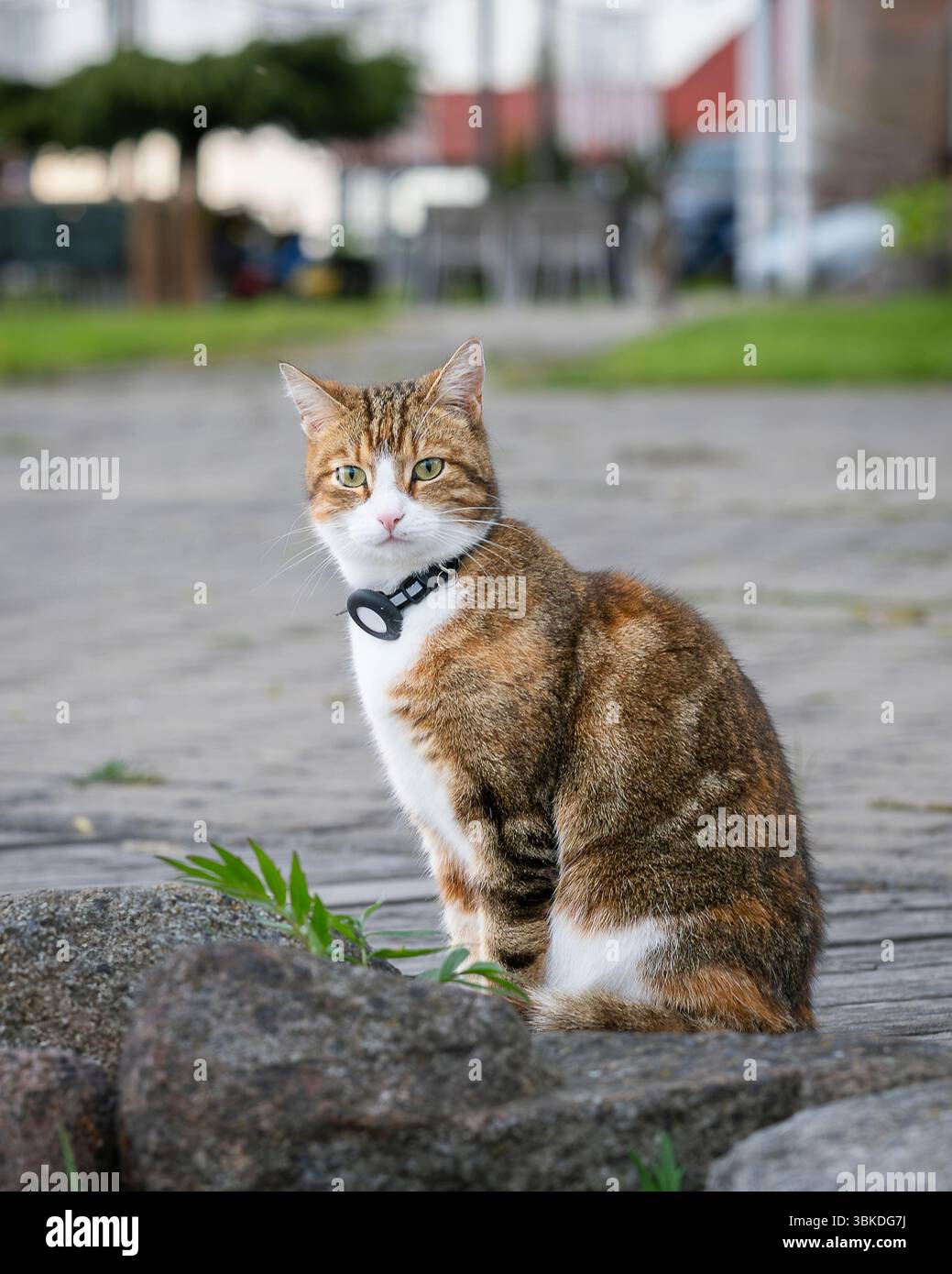 Tri color tabby hi-res stock photography and images - Alamy