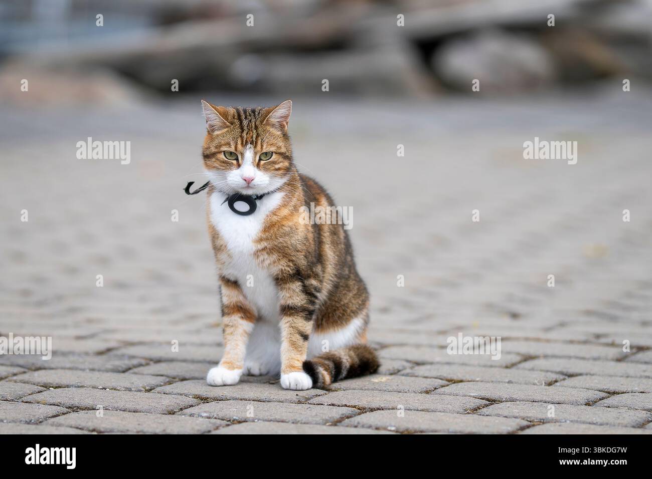 Tri color tabby hi-res stock photography and images - Alamy