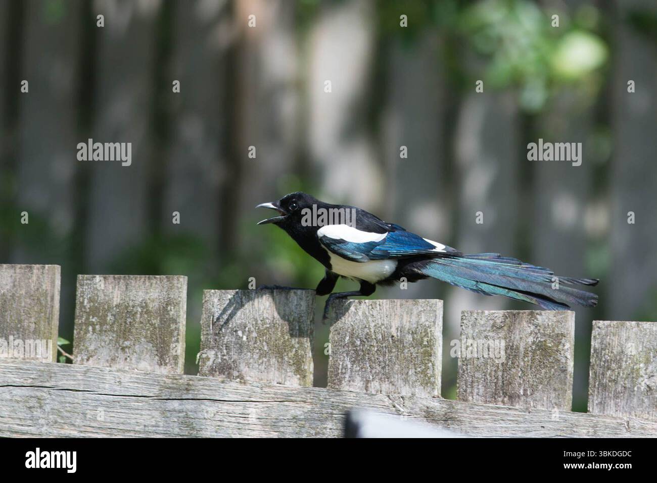UK Weather A magpie sunbaths Aberdeen as Scotland records its highest ...