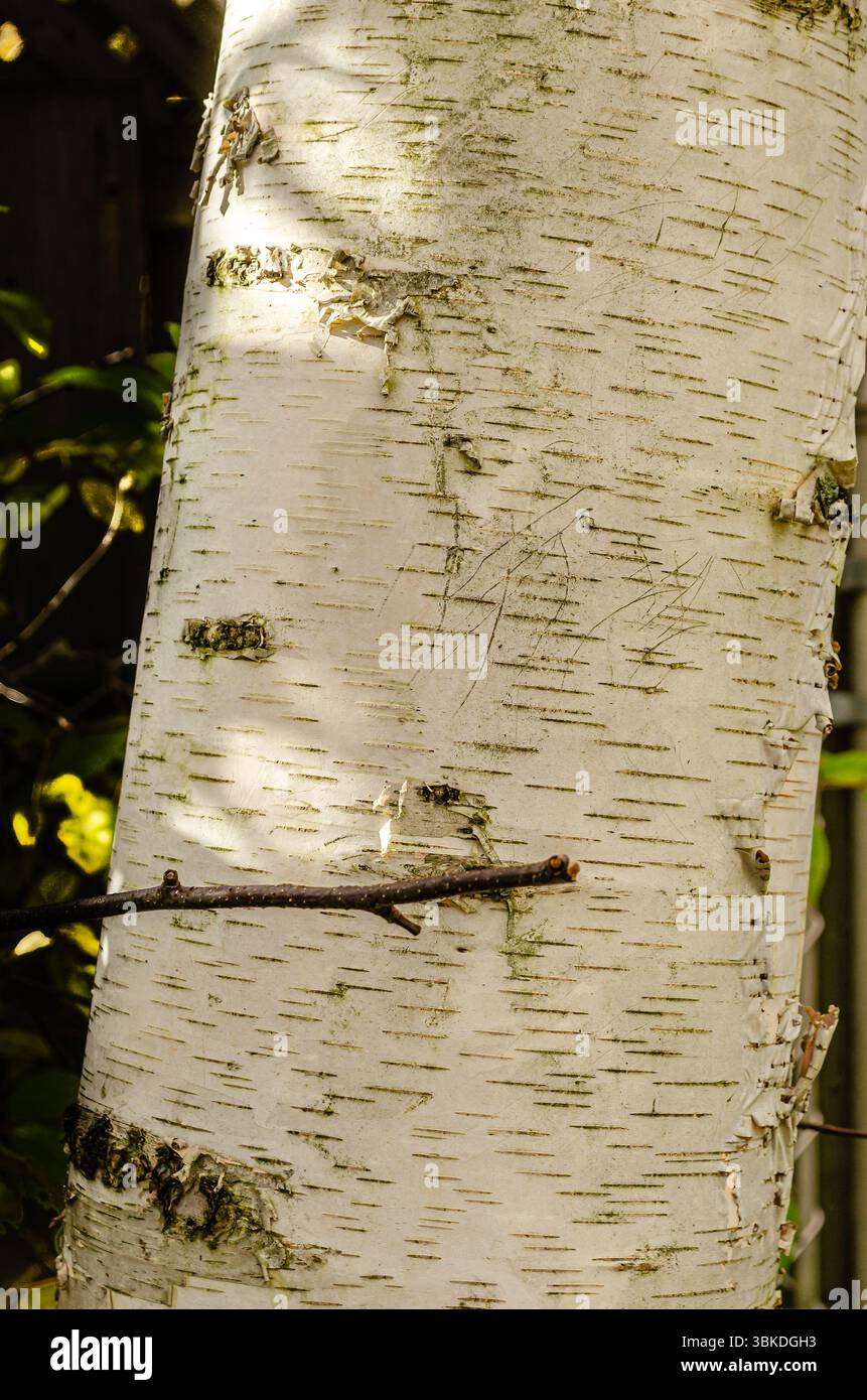 close-up of a white birch bark tree trunk section showing patterns ...