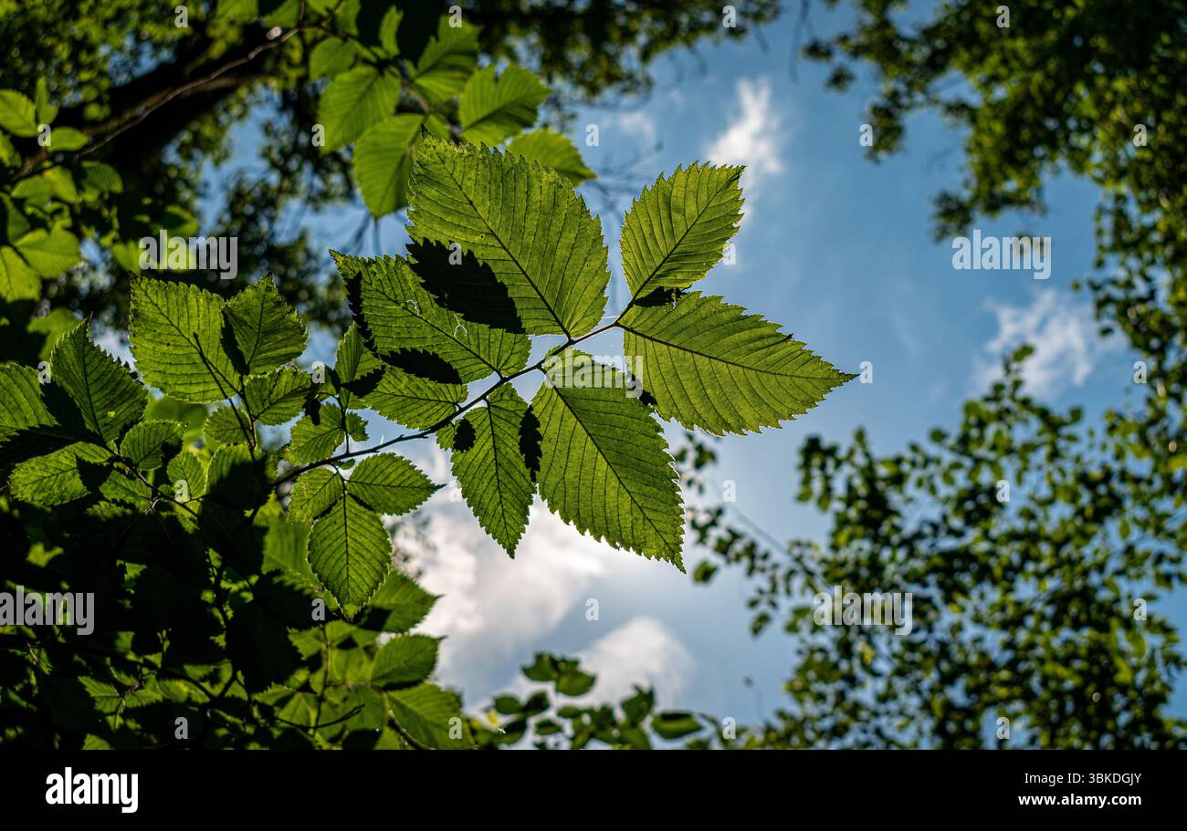 Green leaf and sun hi-res stock photography and images - Alamy
