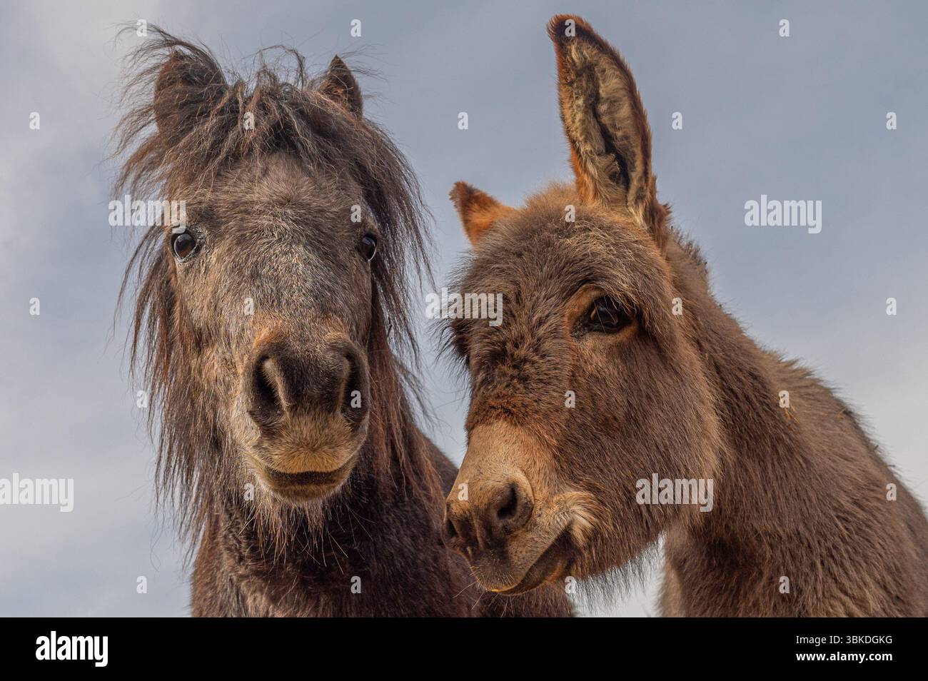Funny Close-Up Portrait of a Donkey and a Pony Looking Into Camera ...