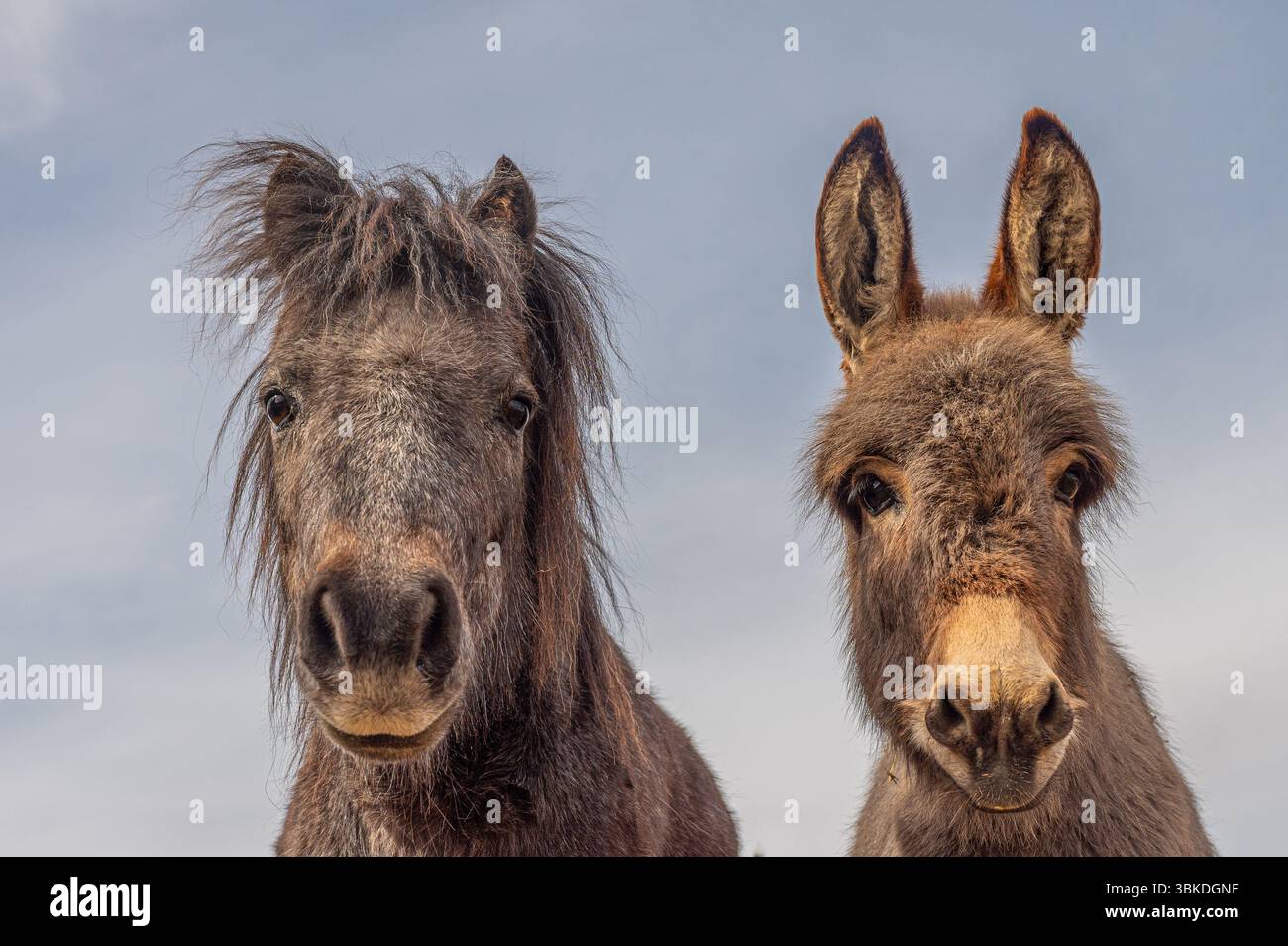 Funny Farm Friends Donkey and Pony Looking Straight at Camera Stock ...