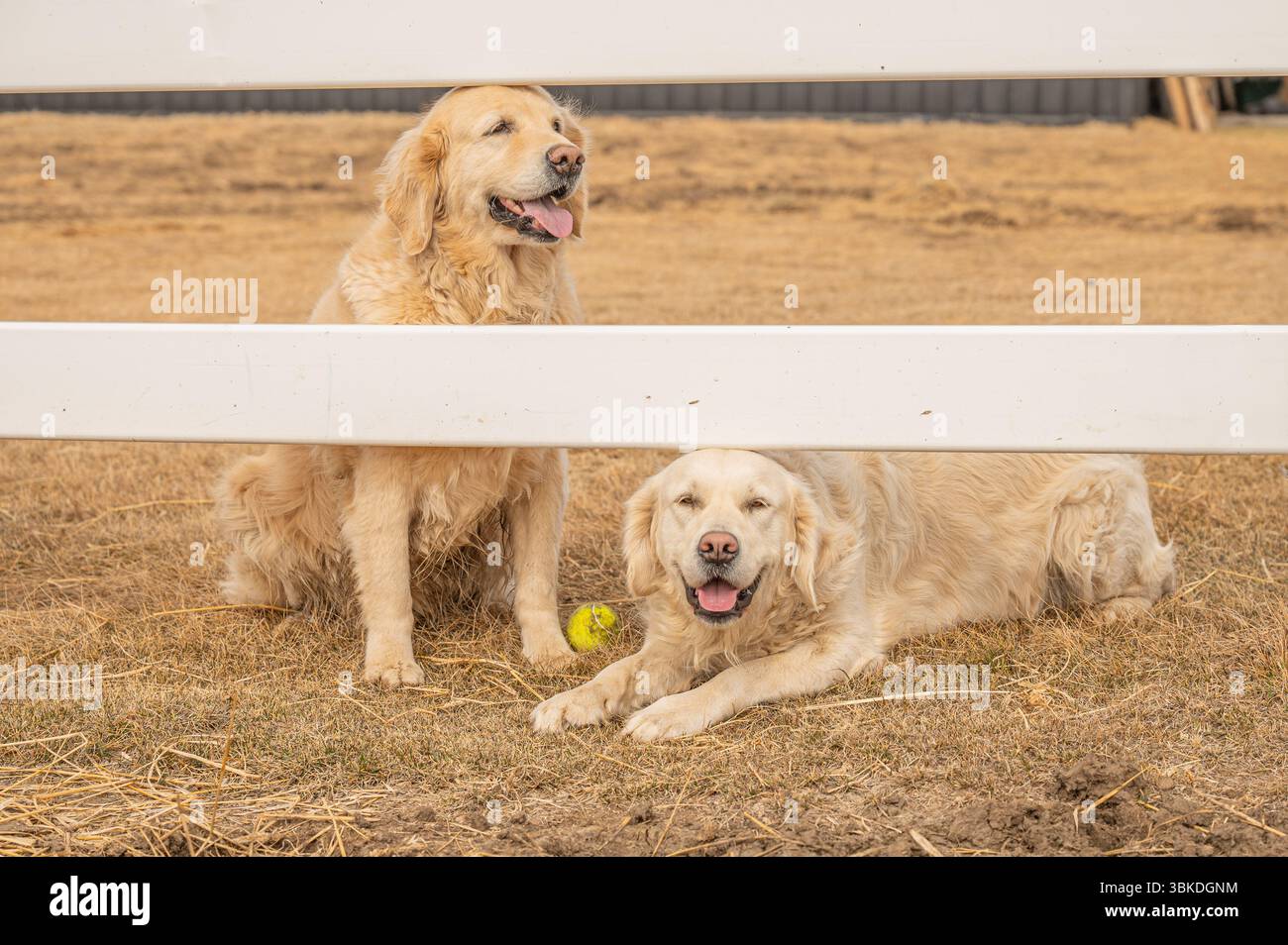 Happy Golden Retrievers Resting Behind White Fence on Farm Stock Photo ...