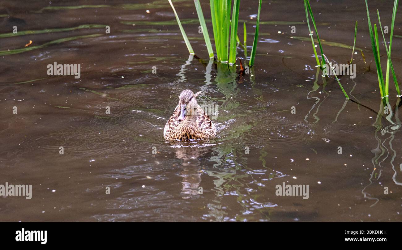 Family of mallard ducks scotland hi-res stock photography and images ...