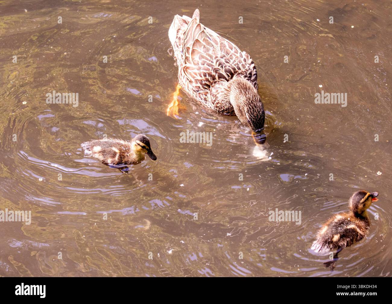 Dundee, Tayside, Scotland, UK. 20th June, 2025. UK Weather: A family of ...
