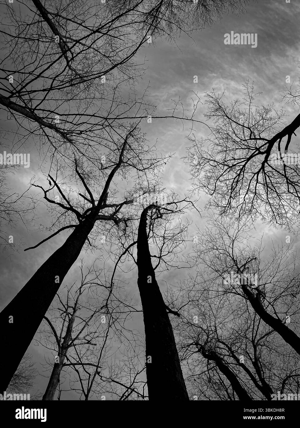 Trees in memorial Black and White Stock Photos & Images - Alamy