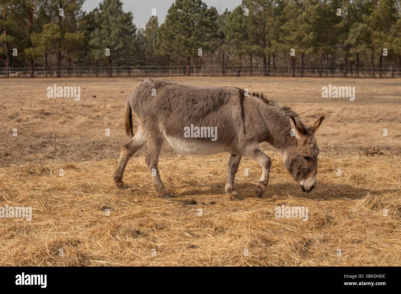 Donkey grazing in dry pasture Stock Photo - Alamy