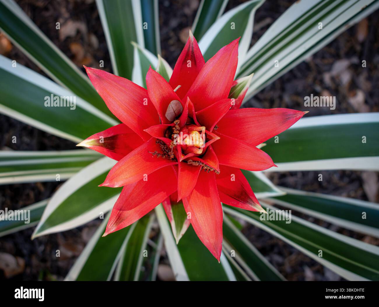 Perennial display hi-res stock photography and images - Alamy