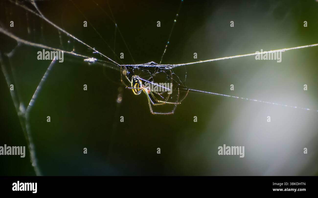 Orchard spider minding his business as he hunts and continues to spin his web Stock Photo - Alamy