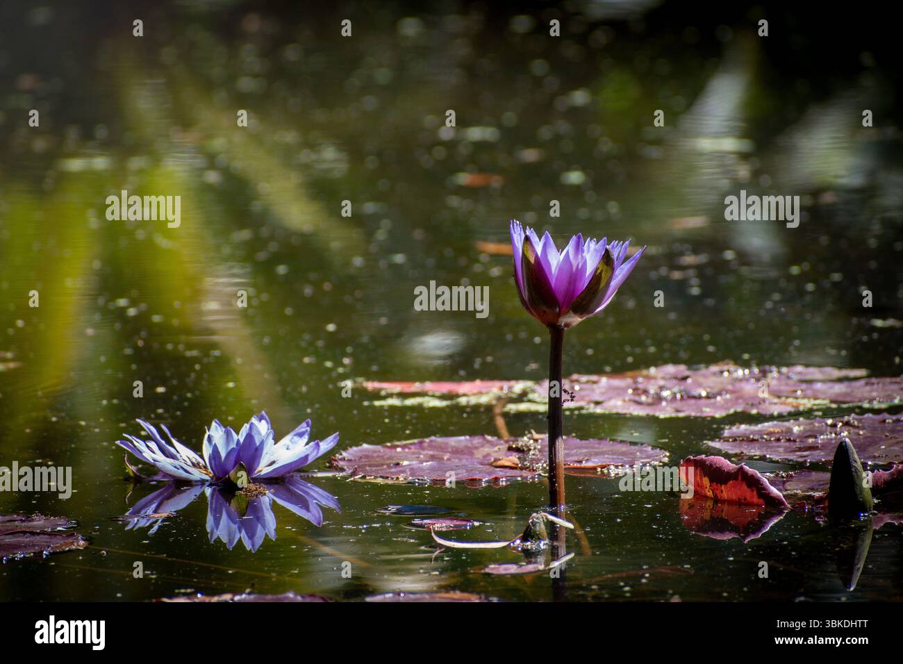 purple water lily soaking in the Florida sun Stock Photo - Alamy