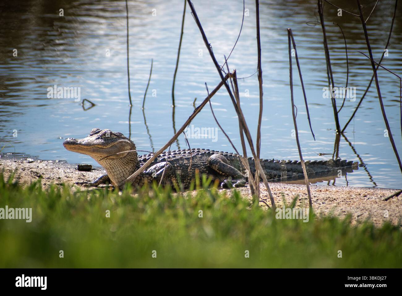 Alligator enjoying the sun Stock Photo - Alamy