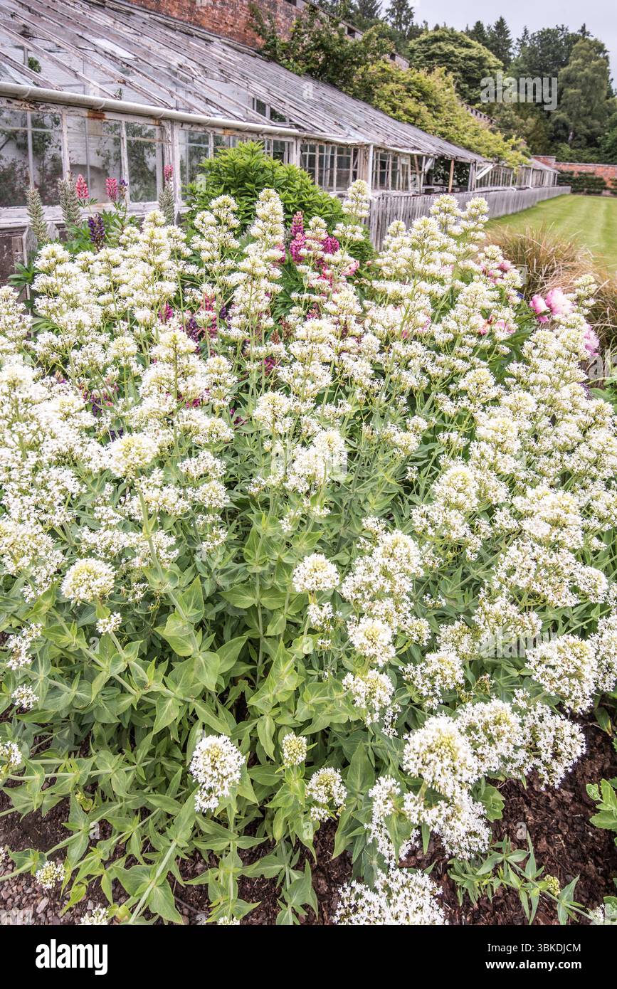 Centranthus ruber alba hi-res stock photography and images - Alamy