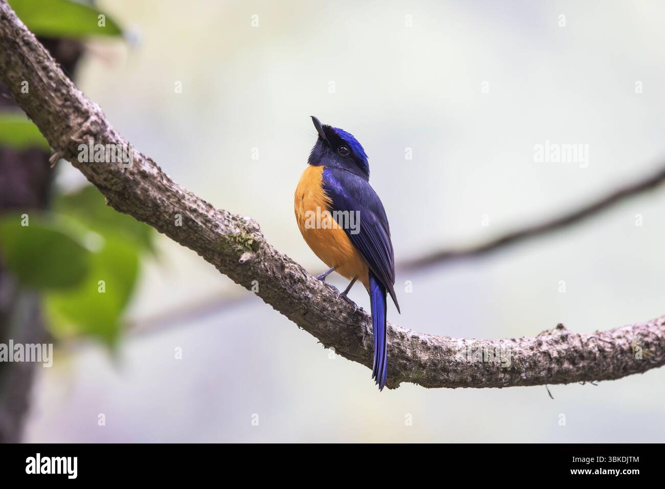 Rufous-bellied Niltava, Niltava sundara, male, Sikkim, India Stock ...