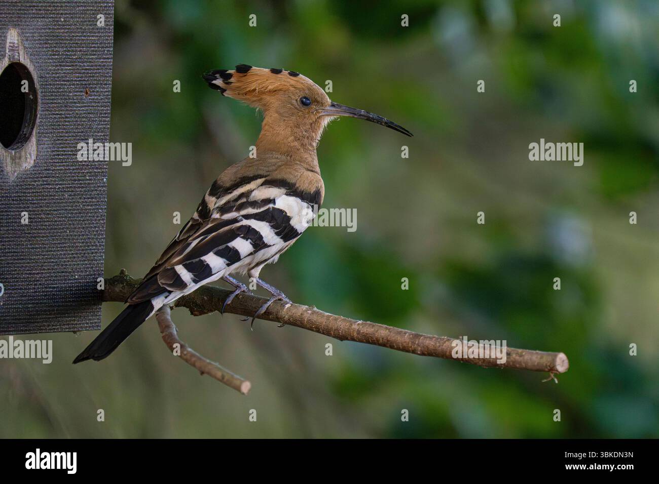 Ein Wiedehopf Upupa epops vor seinem am Waldrand aufgegängten ...