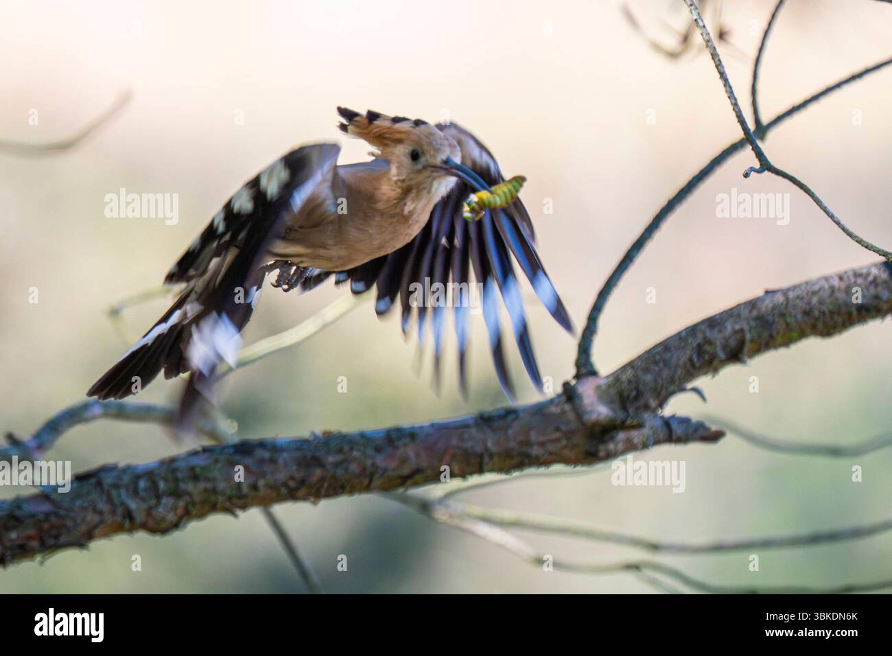 Mit einer raupe hi-res stock photography and images - Alamy