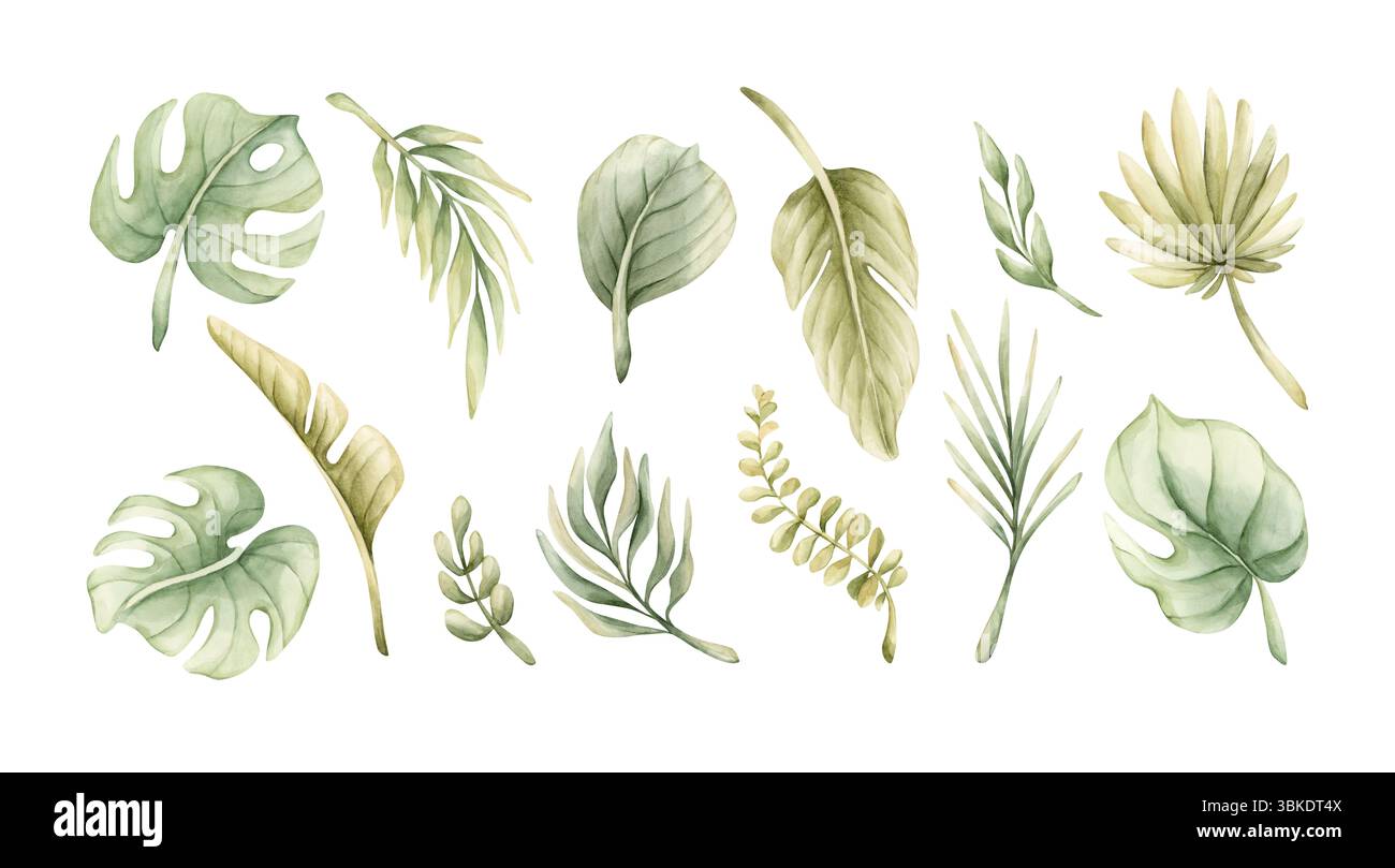 Tropical Monstera Palm Leaves Clipart Set. Exotic African jungle ...