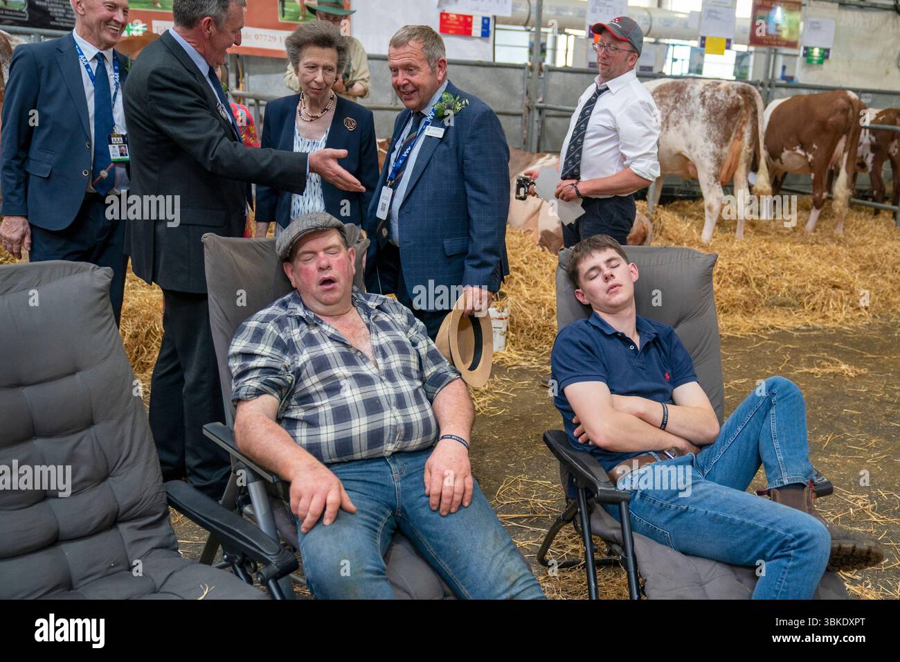 A couple of farmers sleep as The Princess Royal tours the cattle stalls ...