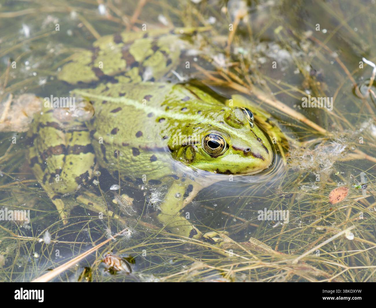 Green Frogs (Pelophylax spec.) swimming in pond water at Parc du ...