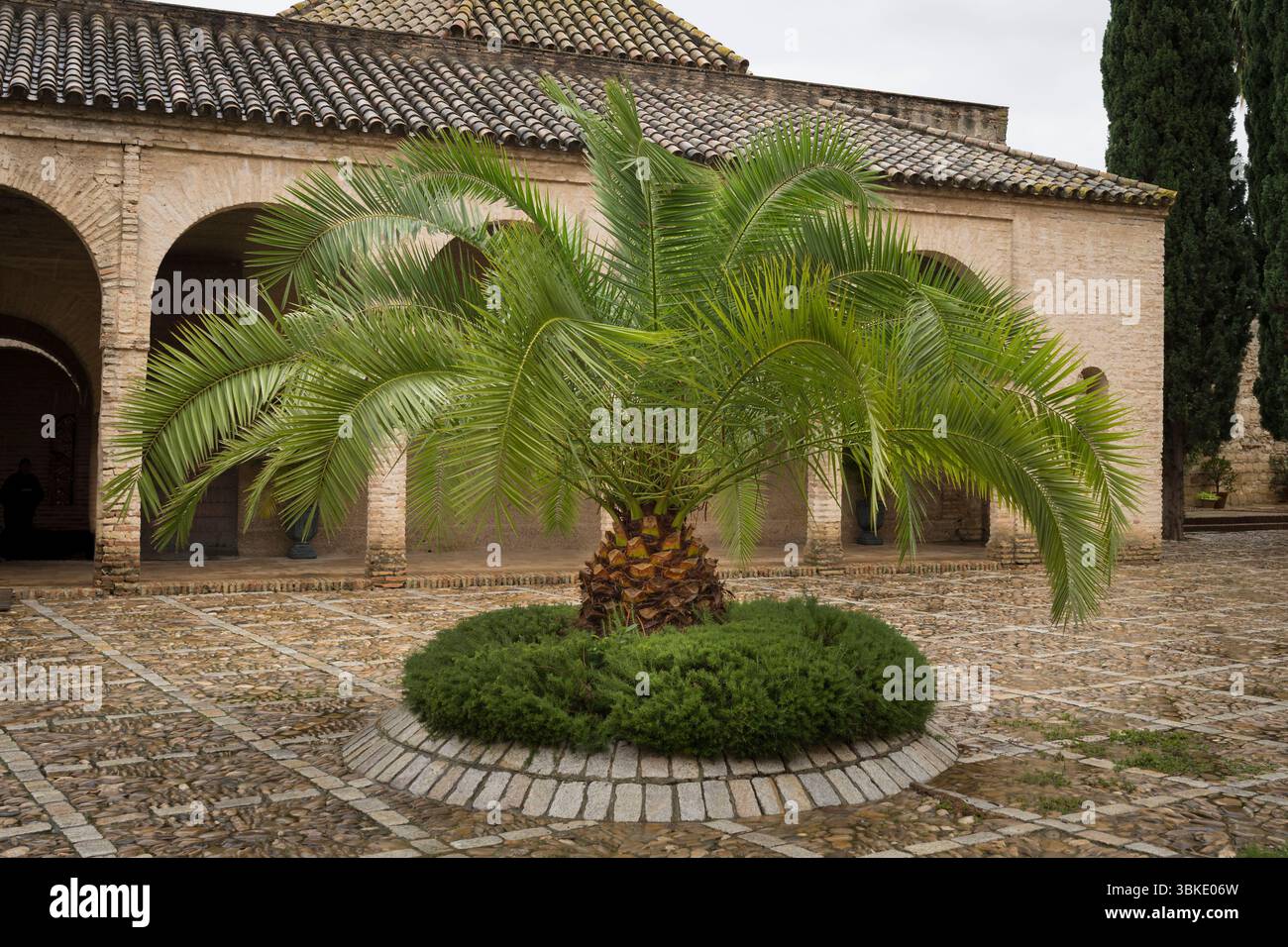 Large sago palm tree hi-res stock photography and images - Alamy