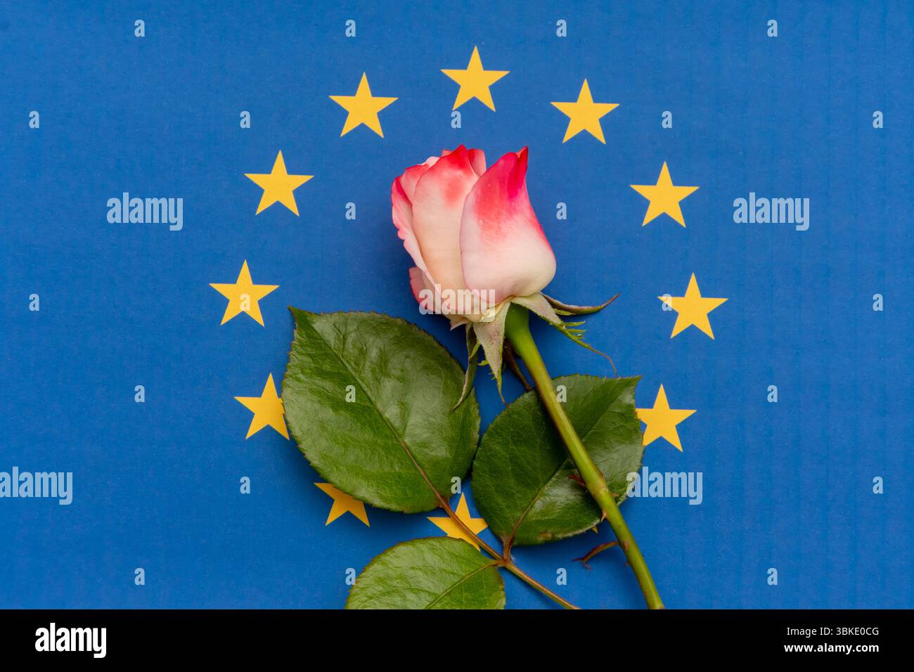 The flag of the European Union and the rose is a symbol of peace and ...
