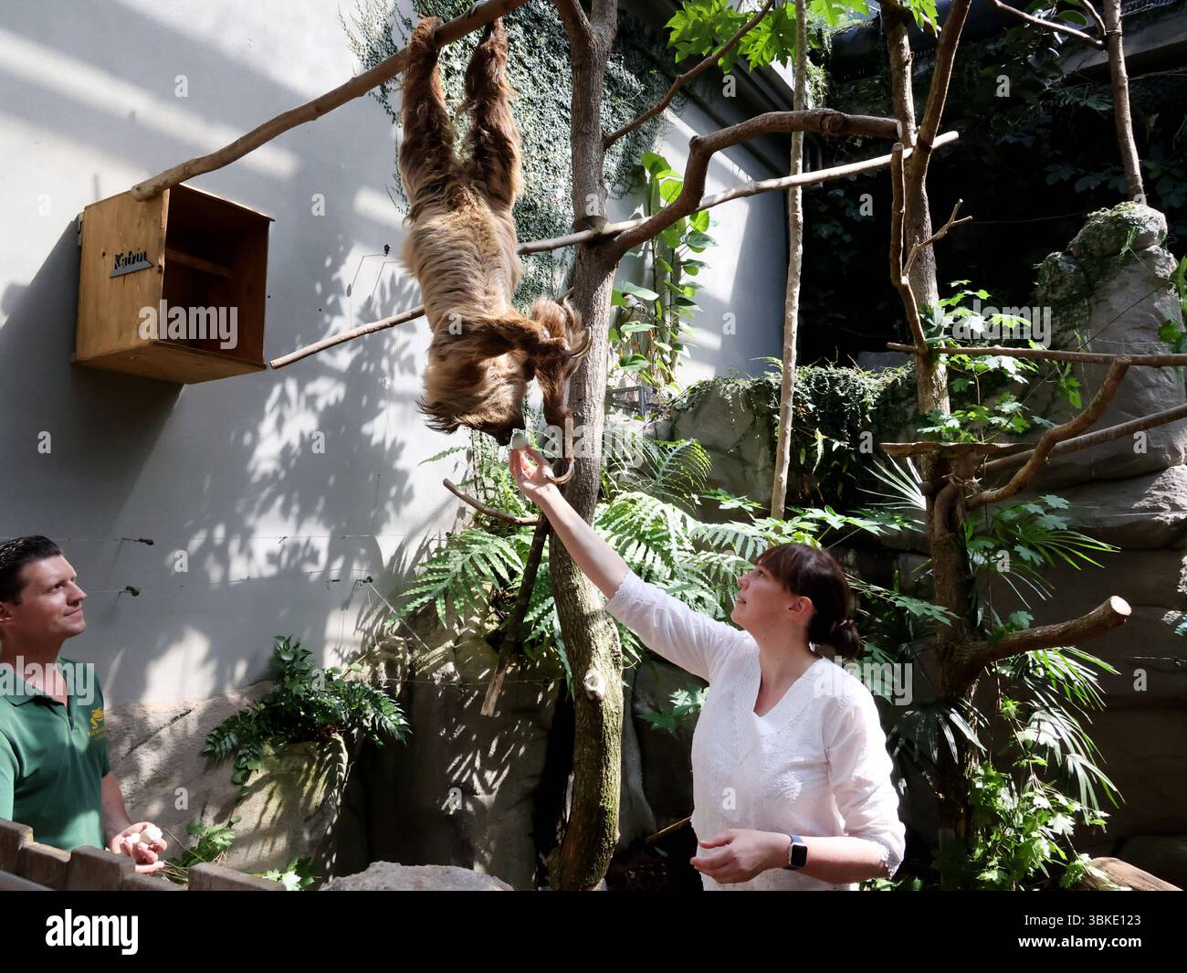 Faultier Patenschaft 20.06.2025, Chemnitz, Tierpark, Gegen 10:00 ...