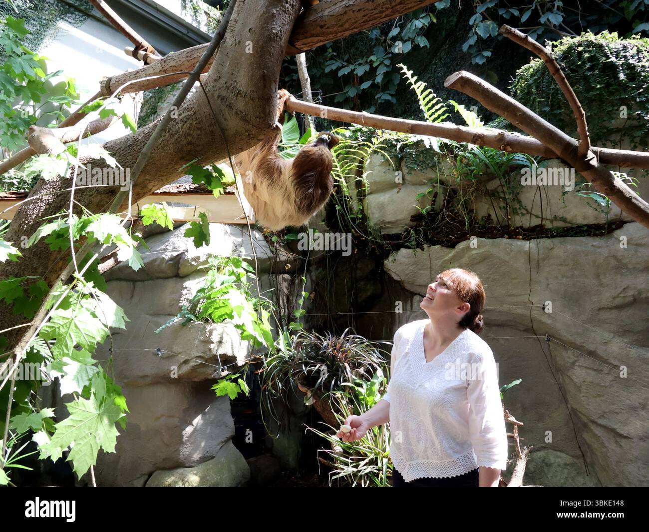 Faultier Patenschaft 20.06.2025, Chemnitz, Tierpark, Gegen 10:00 ...