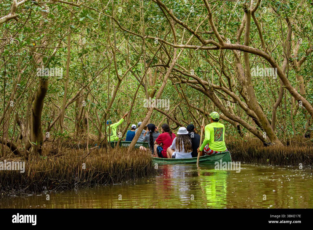 A group of tourists enjoying a guided boat tour through lush mangrove ...