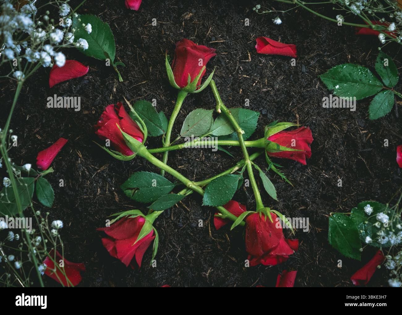 Sacred roses hi-res stock photography and images - Alamy