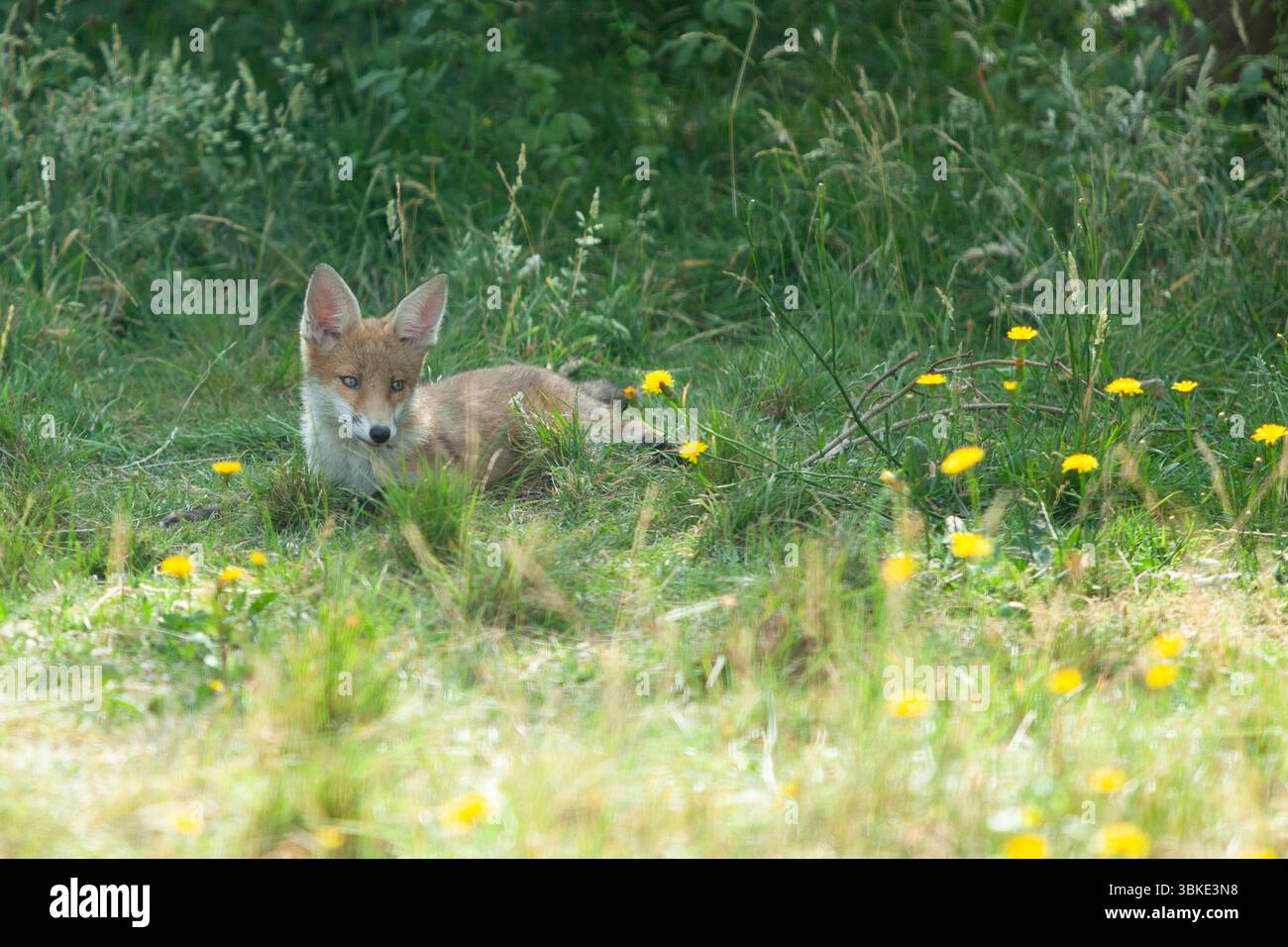 UK weather, 20 June 2025: On the summer solstice, the longest day of ...