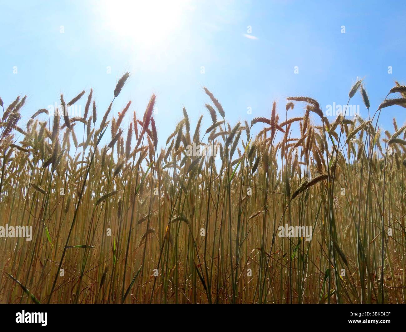 ...im Gegenlicht der Sonne schimmern die Roggenaehren wie mit Goldstaub ...