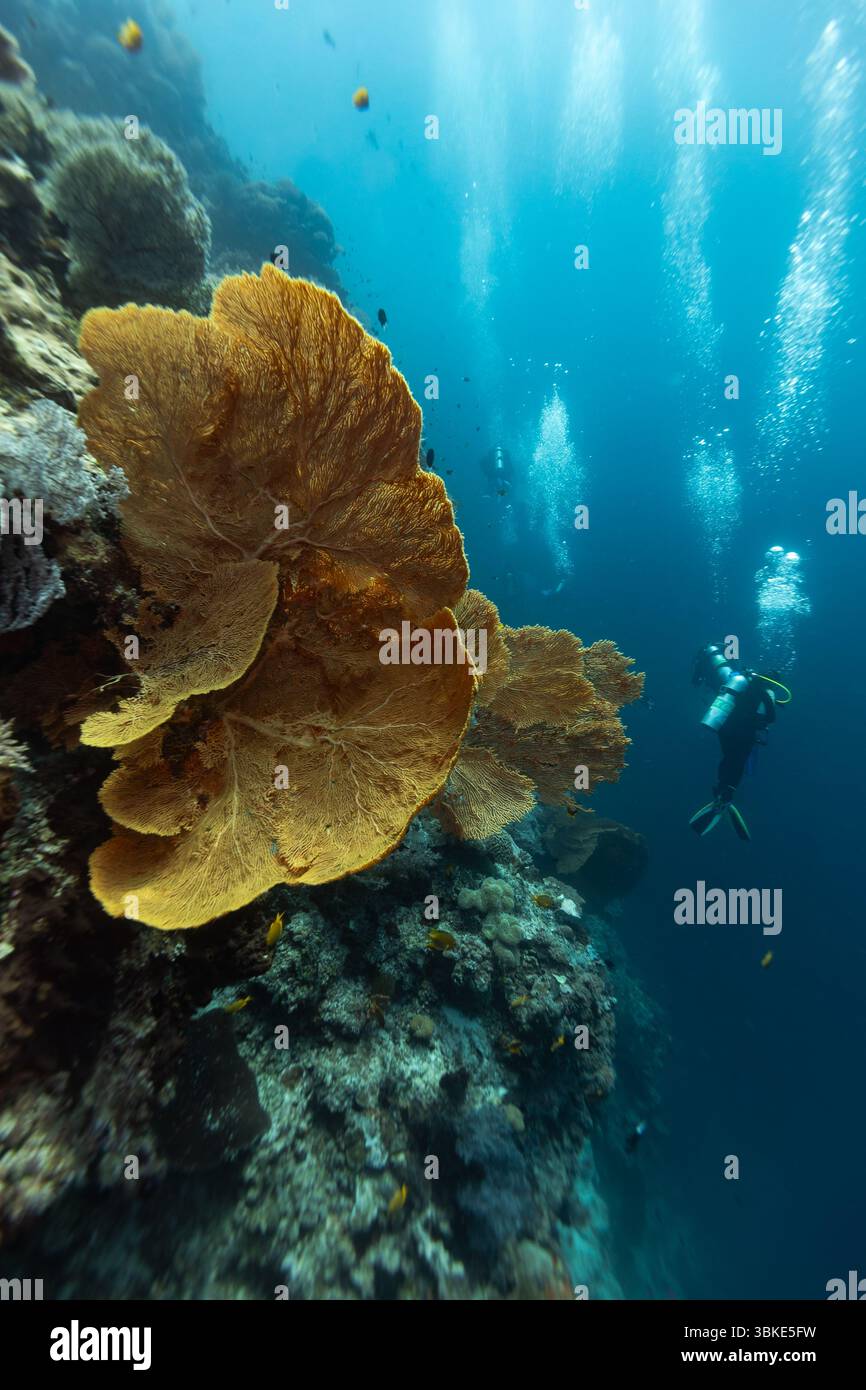 A scuba diver explores a vibrant coral reef, observing the diverse ...