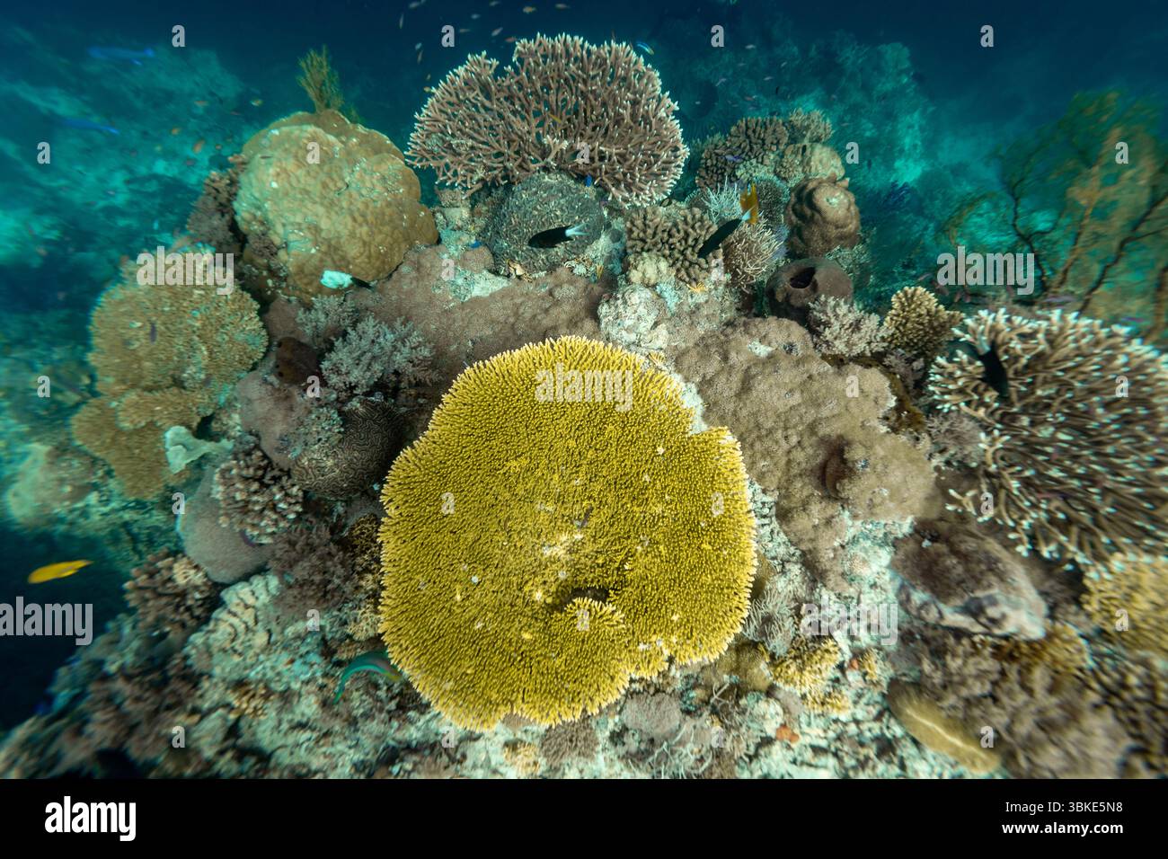 A vibrant coral reef teeming with life, showcasing various coral ...