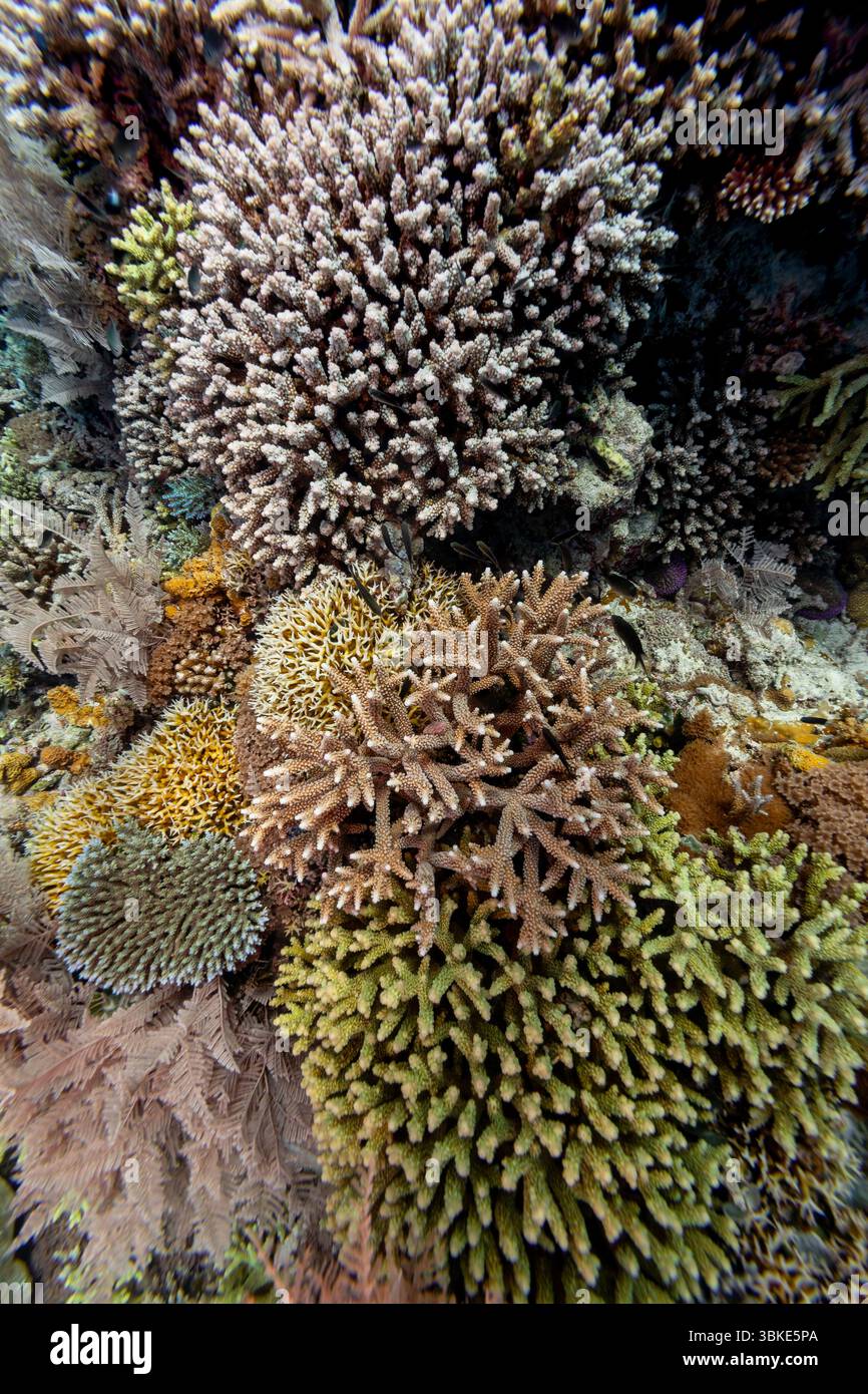 A vibrant coral reef teeming with life, showcasing various coral ...