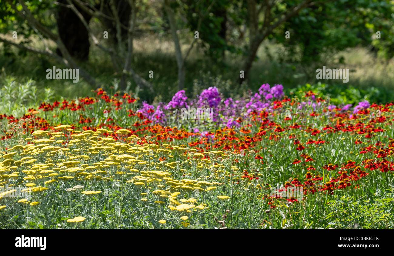 Stunning, colourful mixed borders with swathes of wildlife friendly ...
