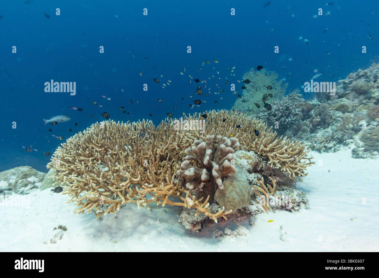 A vibrant underwater scene showcases a diverse coral reef teeming with ...