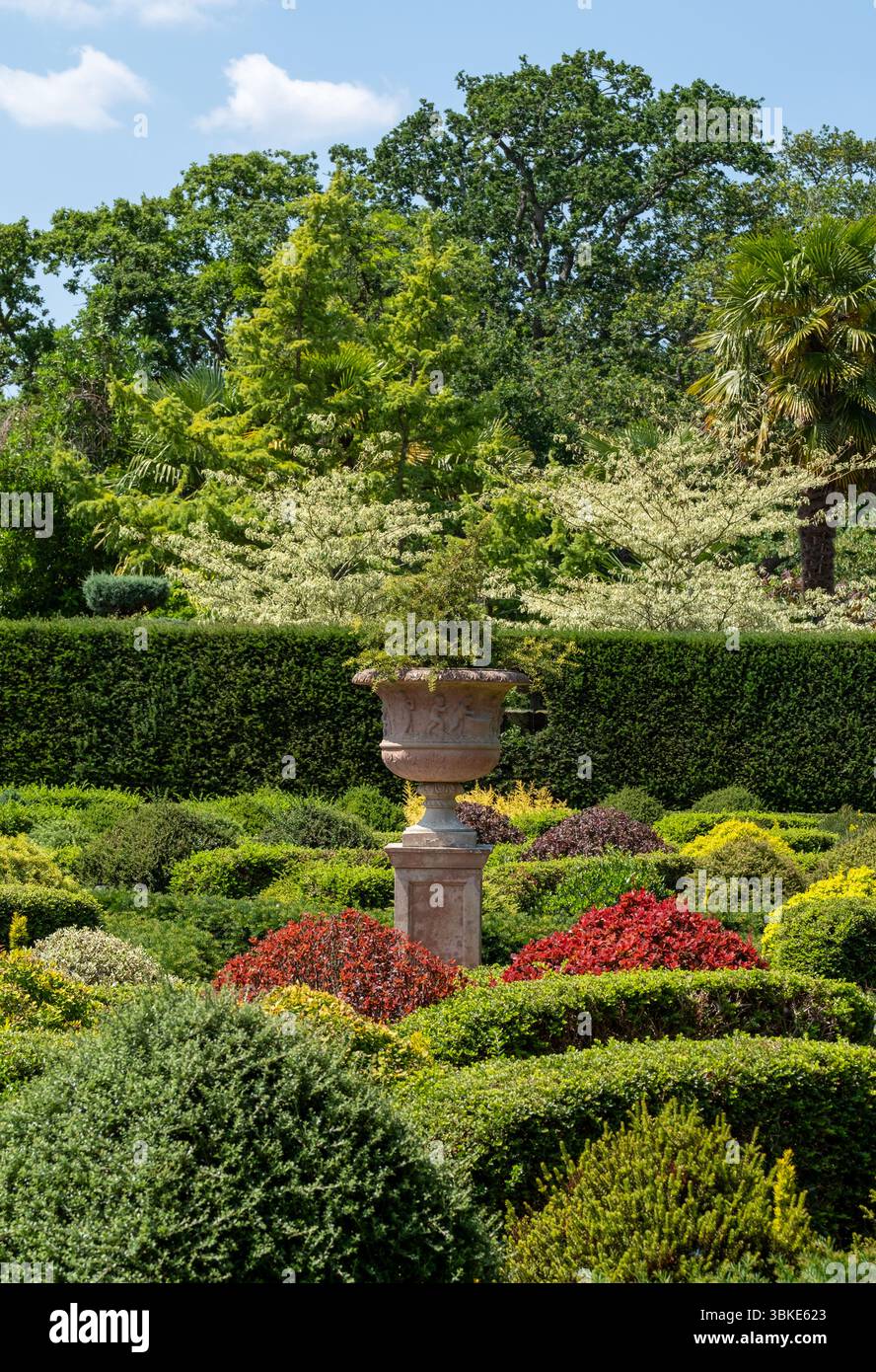 The formal Knot Garden with colourful neat clipped cone shaped topiary ...