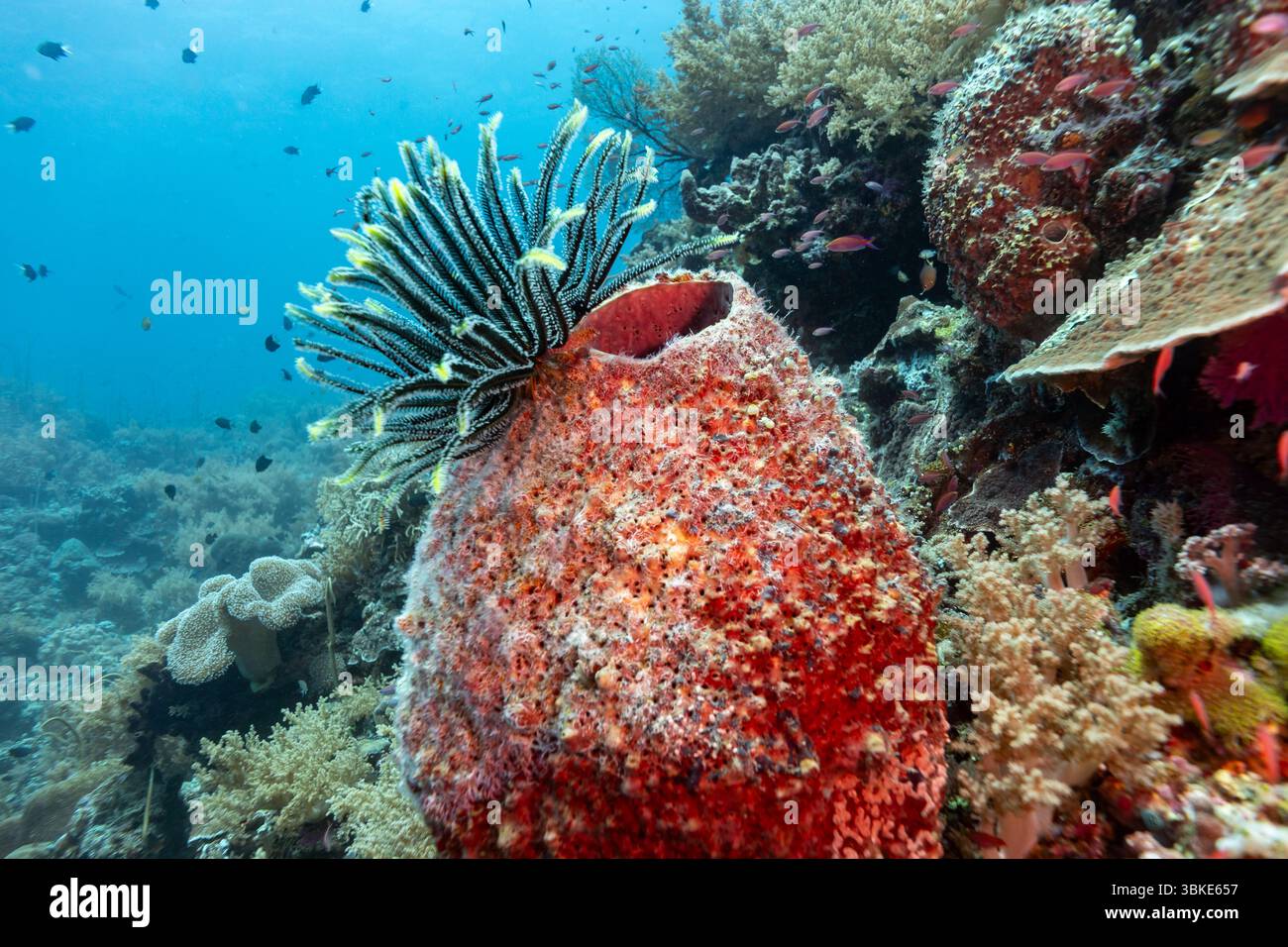 Tropical island rich underwater life hi-res stock photography and ...