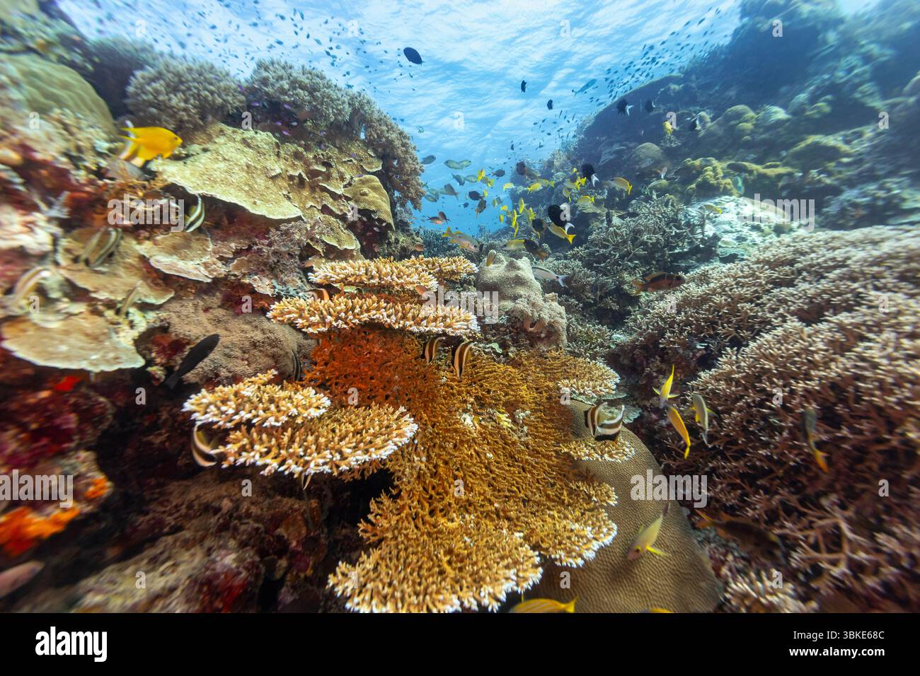 A vibrant underwater scene unfolds, showcasing a diverse array of marine life thriving amidst a ...