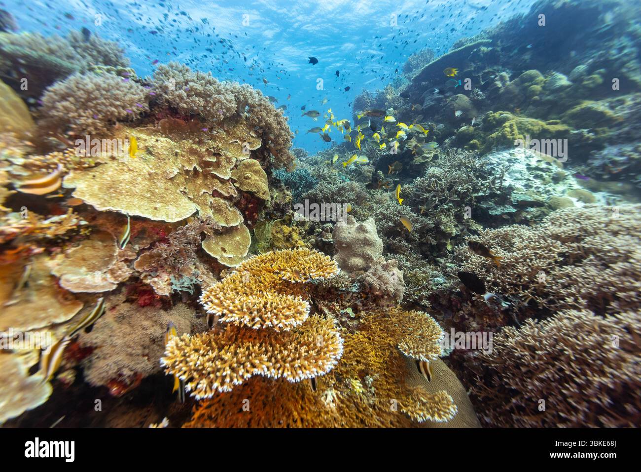 A vibrant coral reef teeming with life, showcasing diverse coral ...