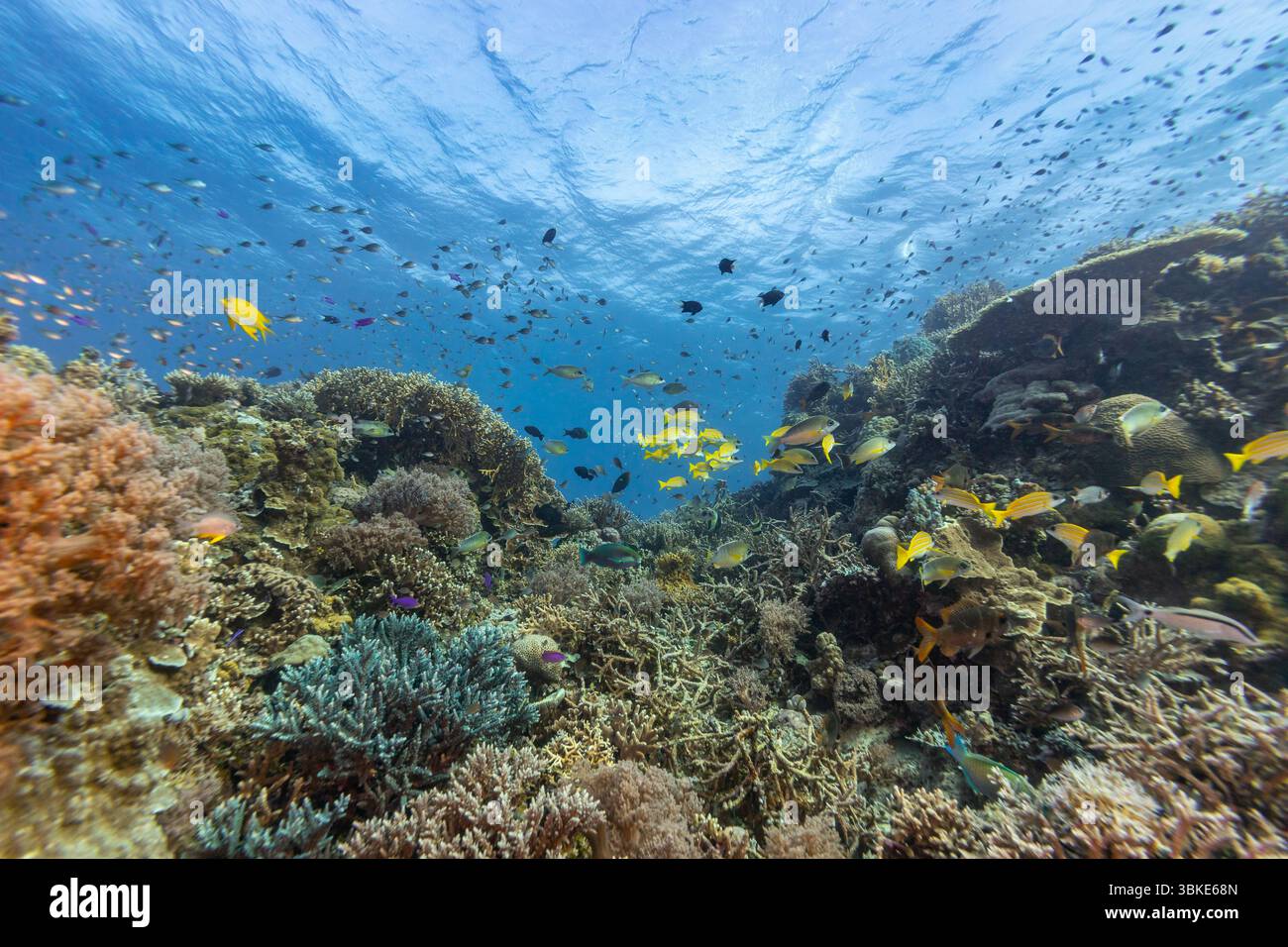 A vibrant coral reef teeming with life, showcasing a diverse ecosystem ...