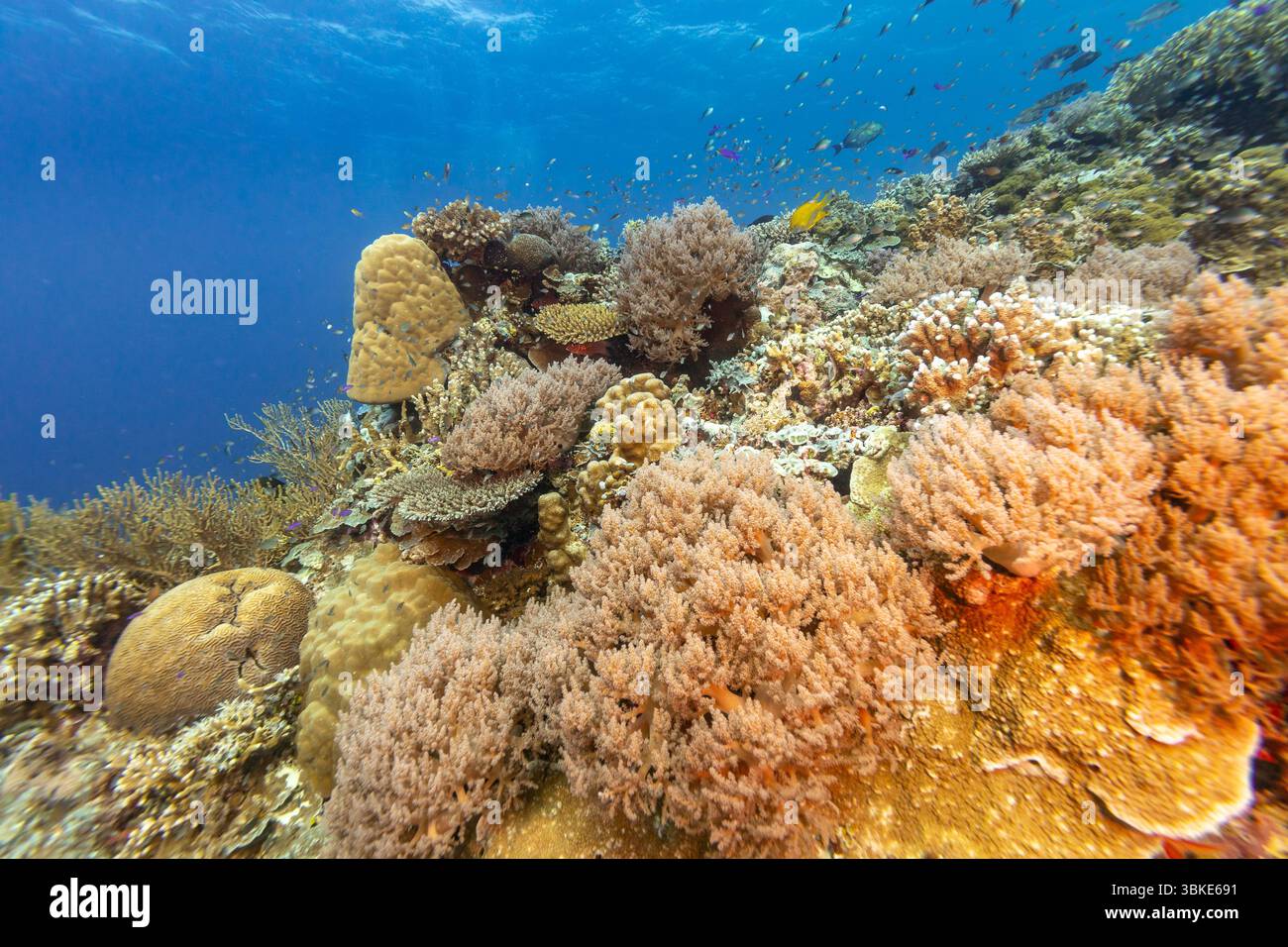 A vibrant coral reef teeming with life, showcasing various coral ...
