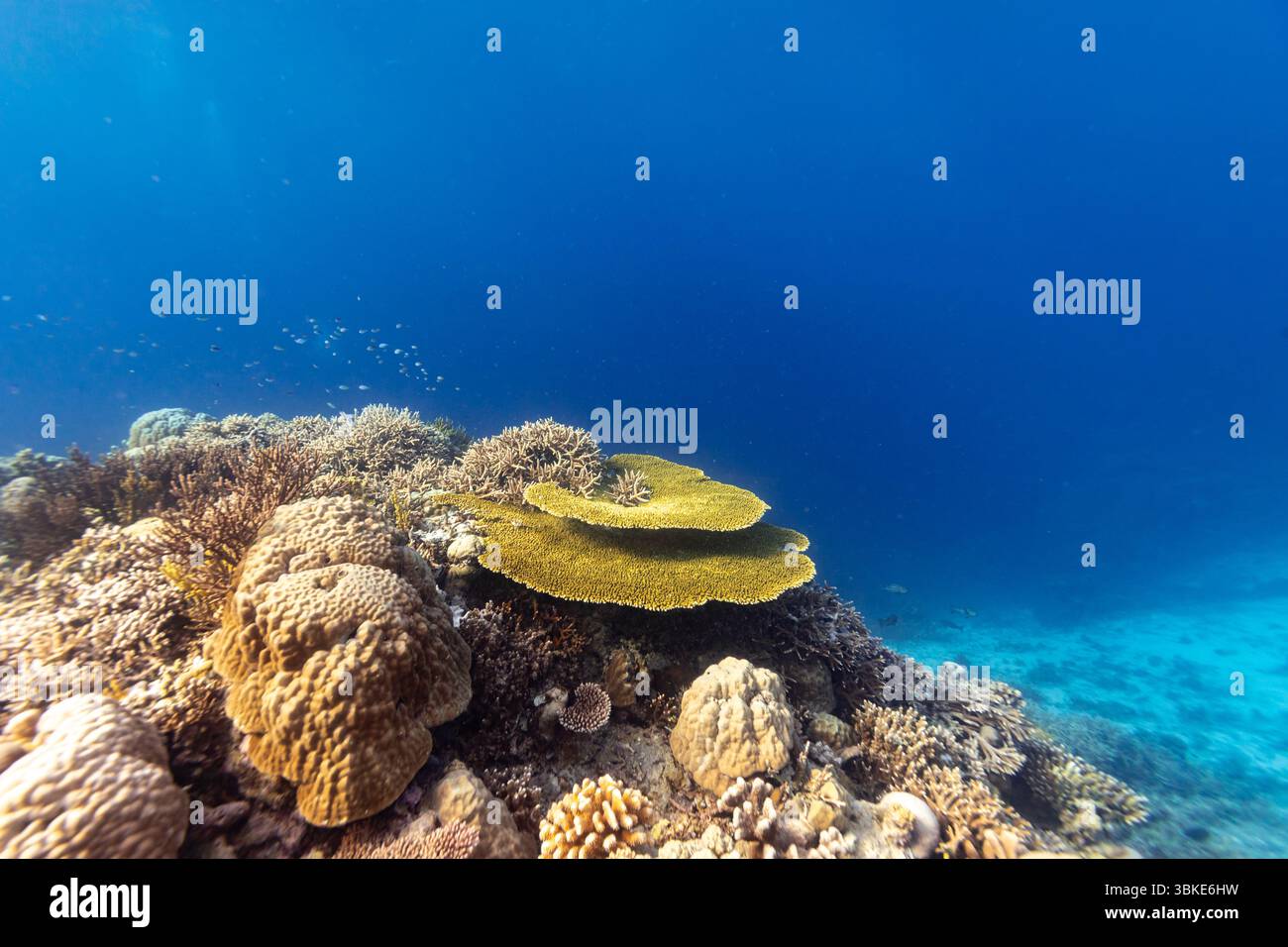 Explore beauty coral reef teeming hi-res stock photography and images ...