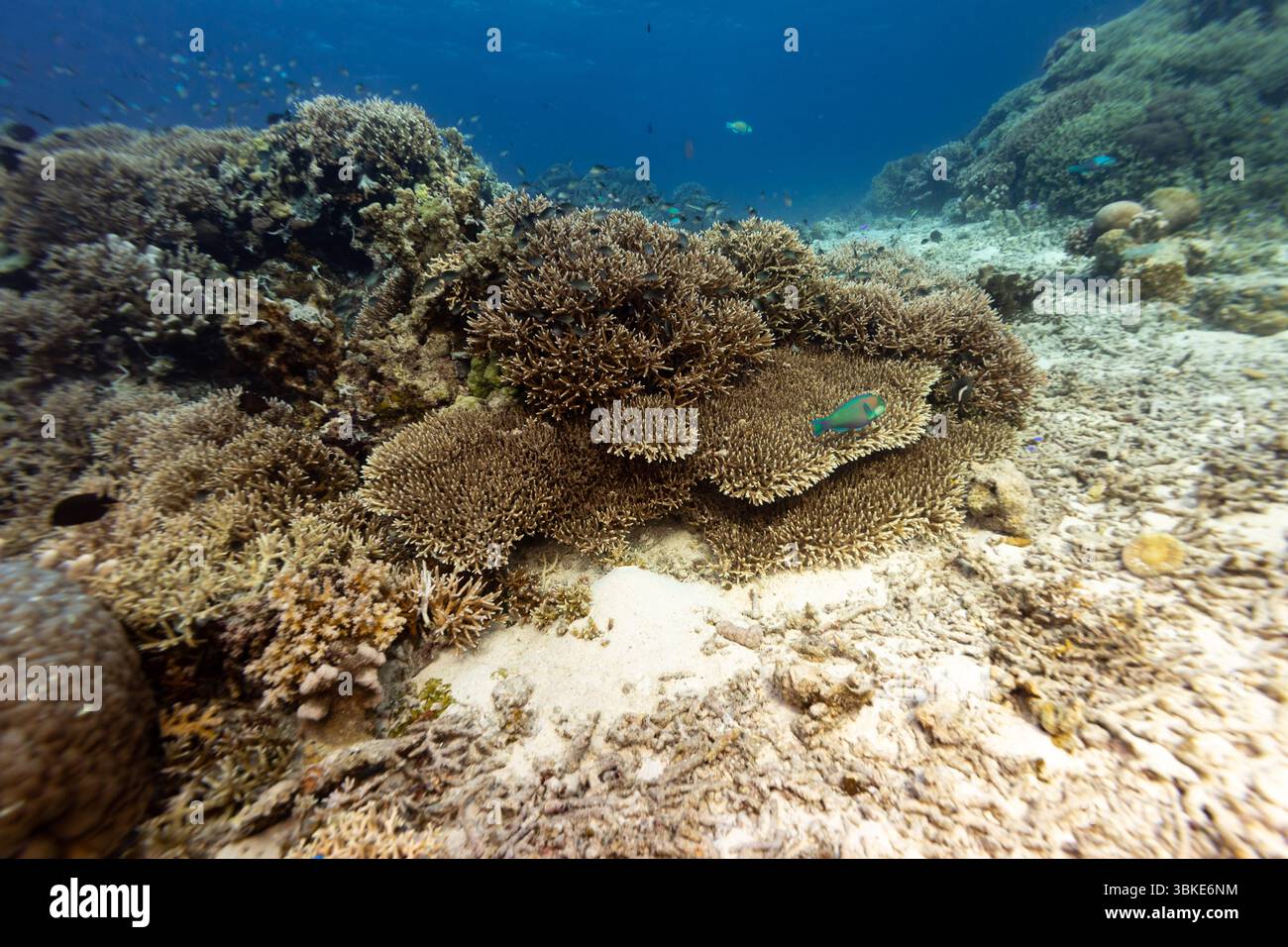 A vibrant underwater scene showcases a diverse coral reef ecosystem ...