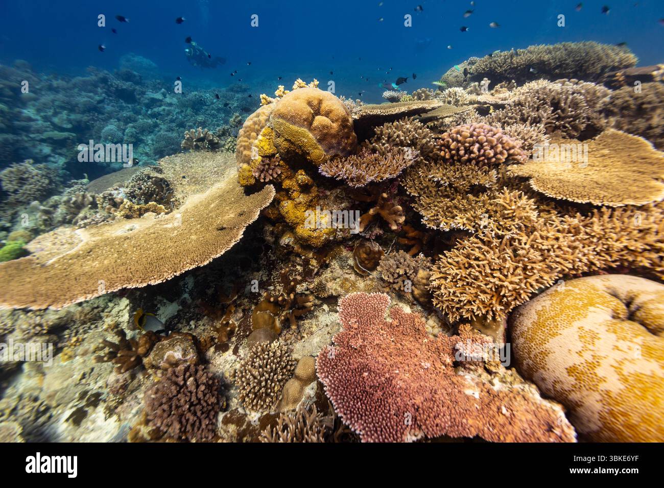 A diver explores a vibrant coral reef ecosystem, observing the diverse ...