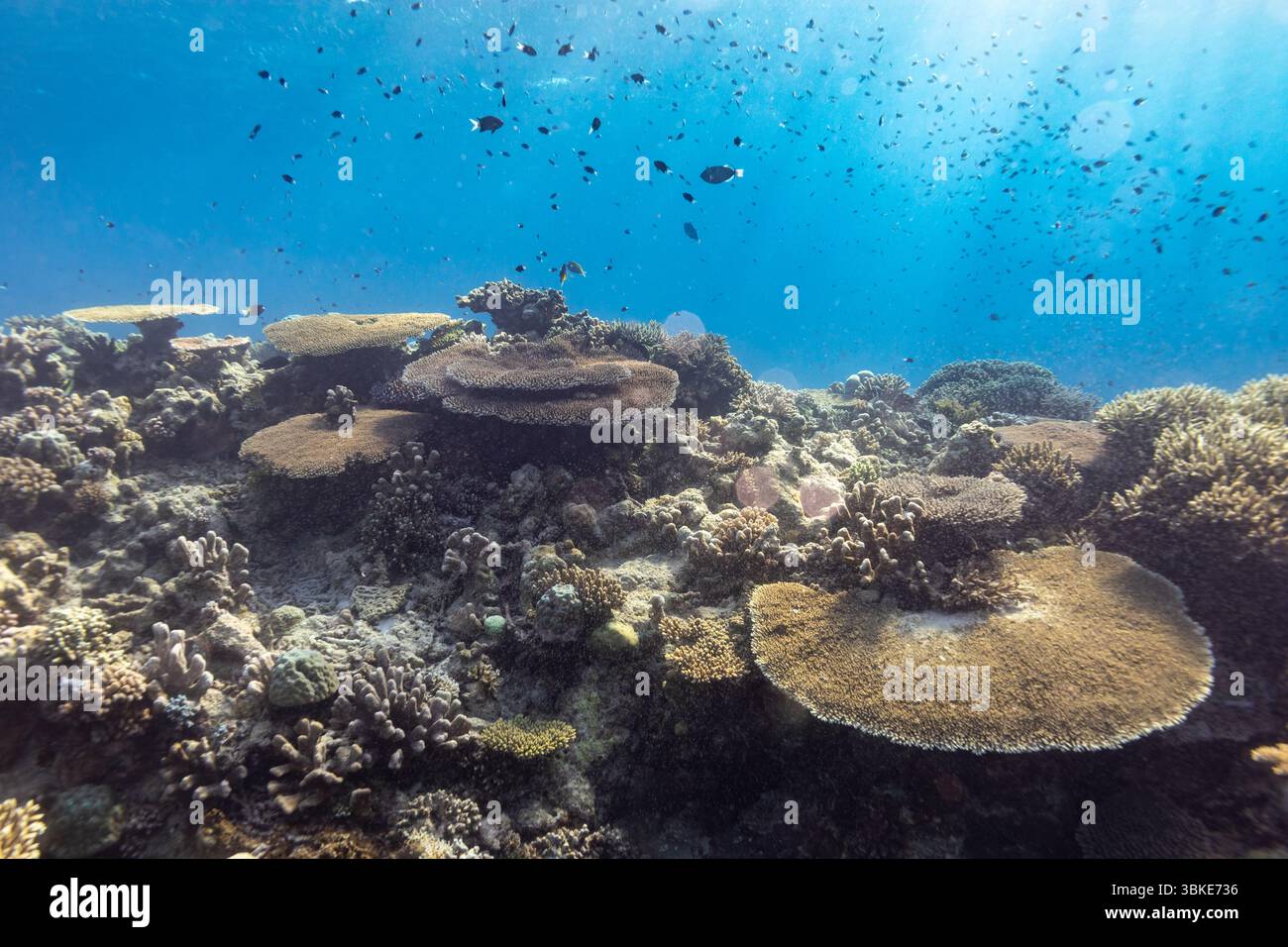 A vibrant coral reef teeming with life, showcasing various coral ...