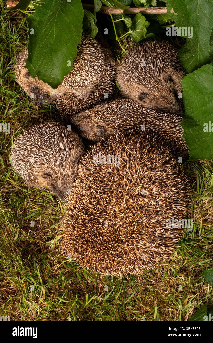 A hedgehog and her five one month old hoglets are released getting ...